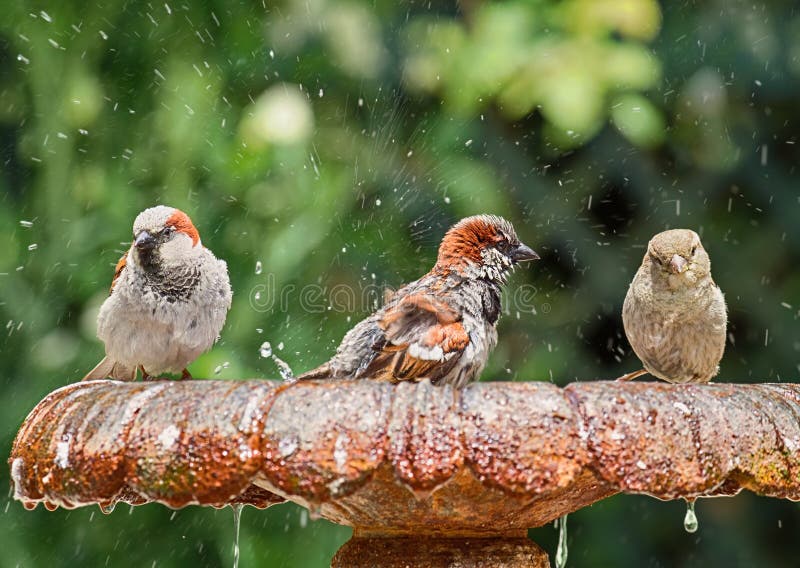 Bathing sparrows stock image. Image of iron, bathtub - 85667045