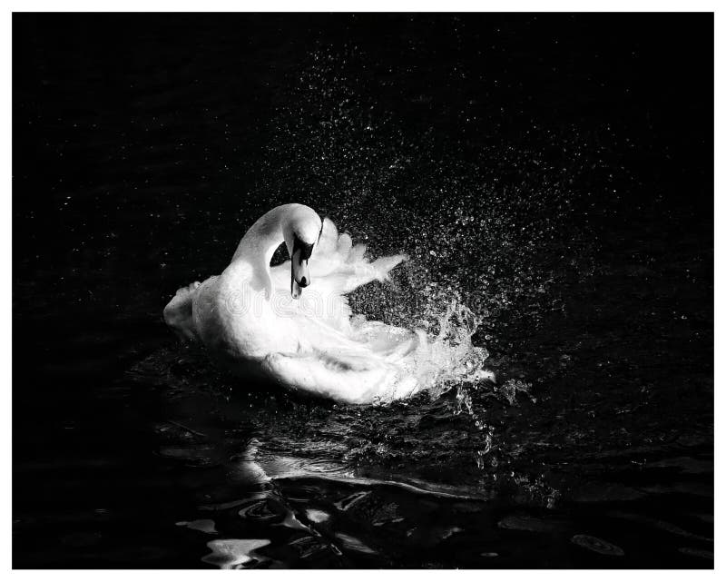 Bathing swan. stock image. Image of light, sunshine - 269392745