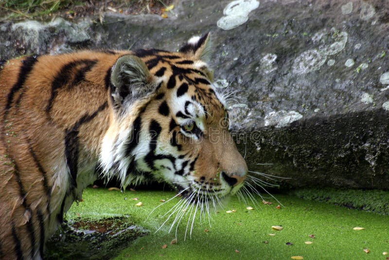 Bathing tiger stock image. Image of stripes, tiger, mammal - 701031