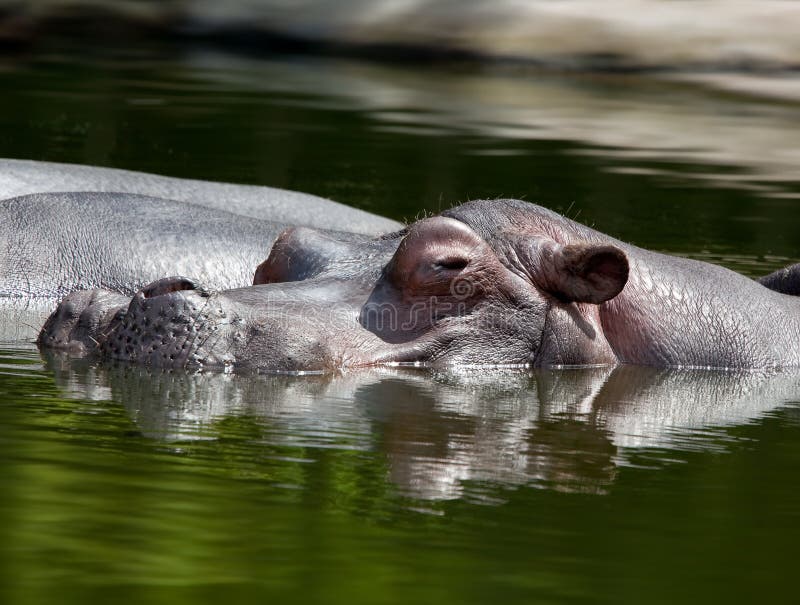 Bathingh hippo stock image. Image of animal, safari, mammal - 19575559