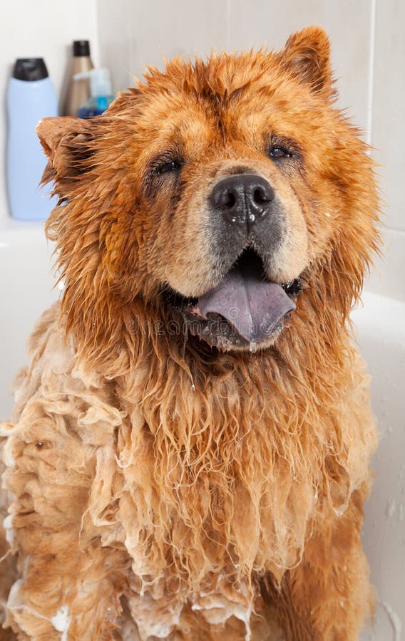 Angry Chow Chow Stock Photos - Free & Royalty-Free Stock Photos from ...