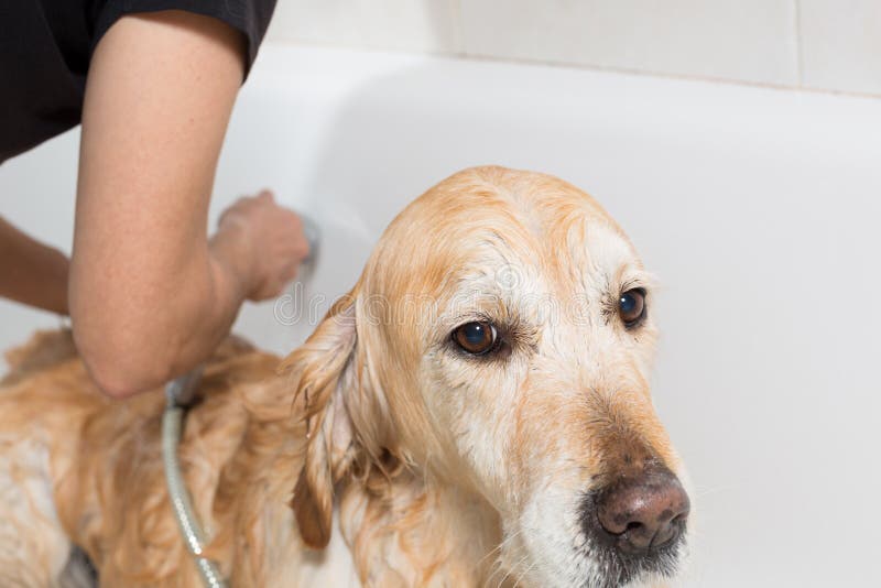 Bathroom to a dog stock image. Image of batthing, domestic - 36318467