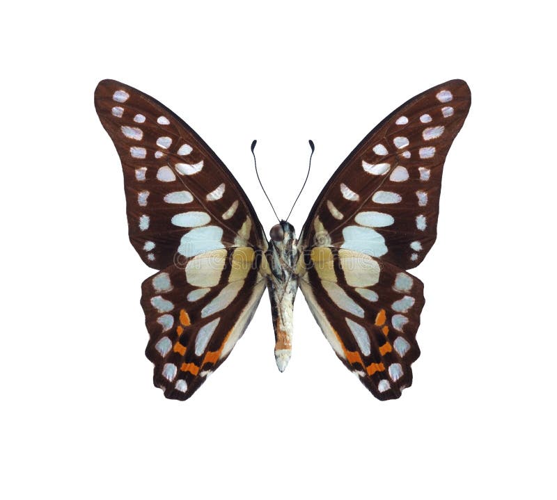 Rhesus De Graphium (Rhesus Swallowtail) (lado De Baixo) Foto de Stock ...