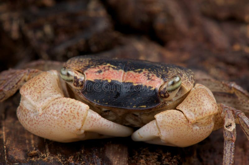 Batik crab stock photo. Image of colorful, extra, yellow - 15684518