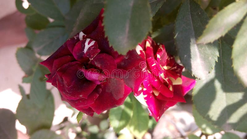 Batik rose stock photo. Image of rose, flower, indonesia - 112124918