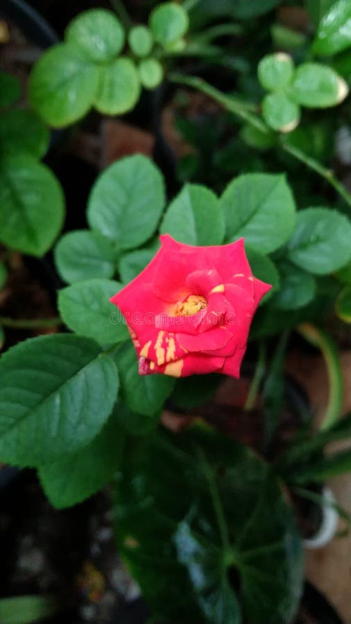 The Batik Rose Rosa Hybrida L Which is in Full Bloom, is Very ...