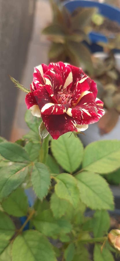 Batik Rose Flower stock photo. Image of flower, blossom - 372215296