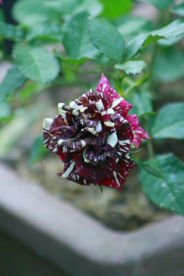 Batik Rose stock photo. Image of unique, rose, flowers - 110595202