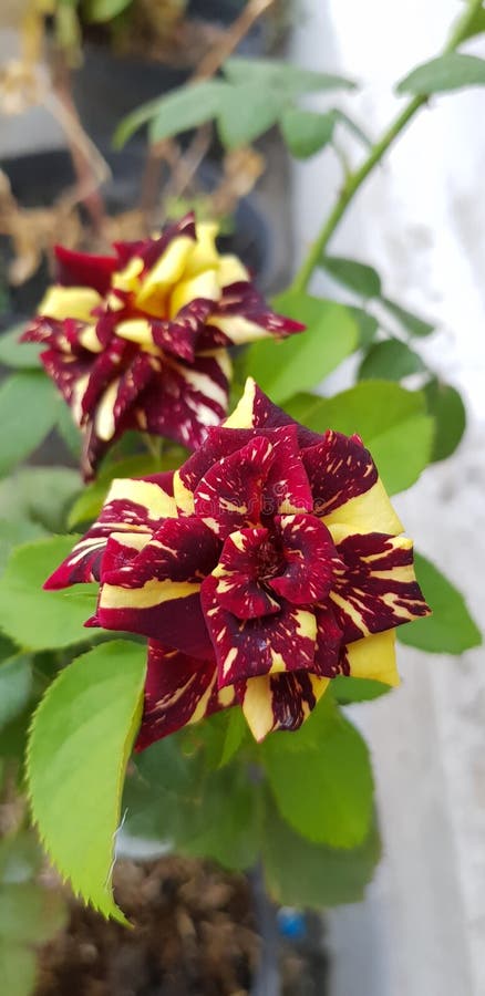 Batik roses stock photo. Image of roses, batik, bicolor - 146622570