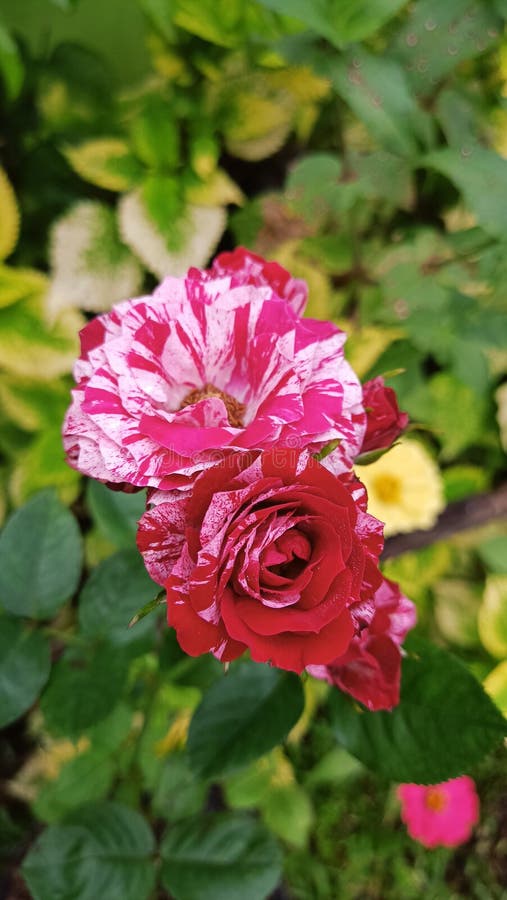 Red Batik Roses Stock Photos - Free & Royalty-Free Stock Photos from ...