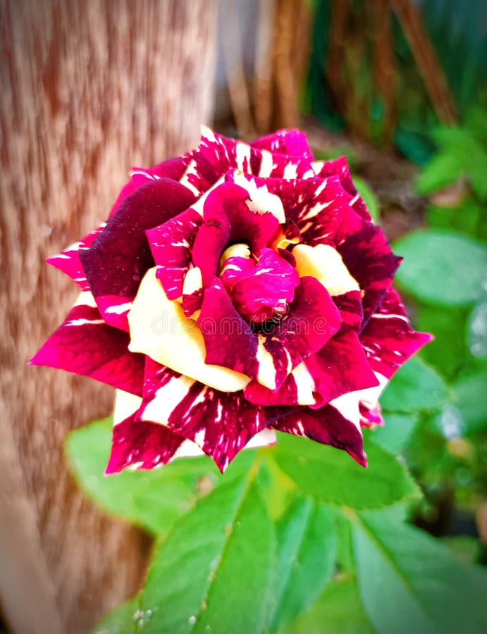 Batik Roses always Look Stunning Stock Photo - Image of rose, batik ...