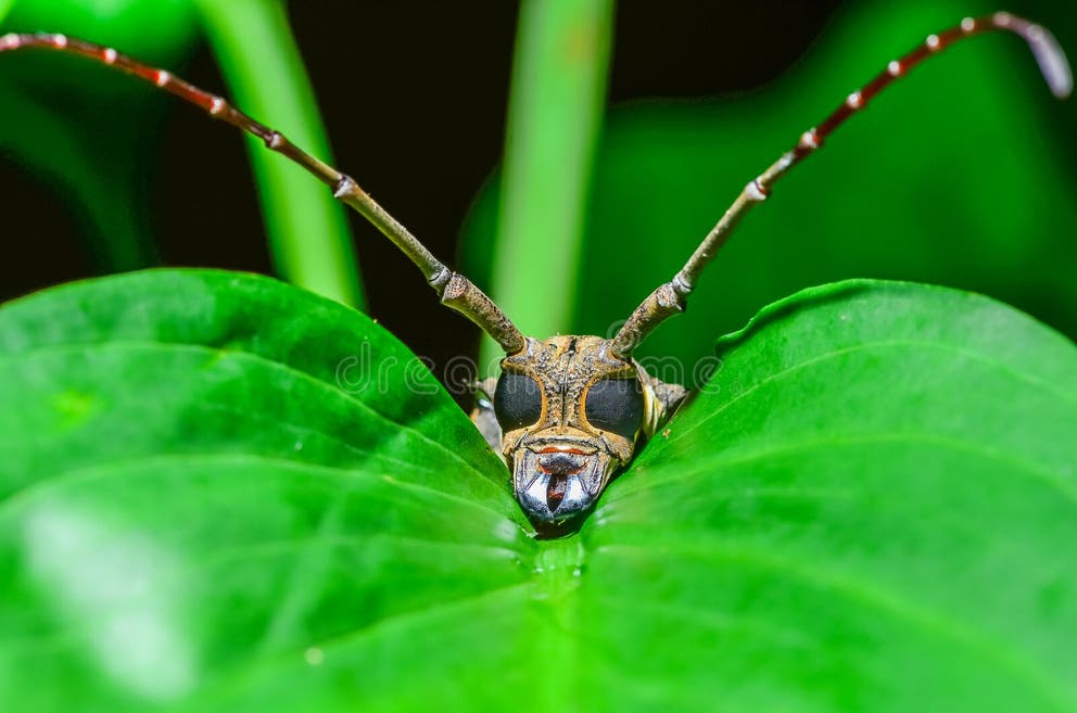 Batocera numitor insect stock image. Image of cerambycidae - 99742897