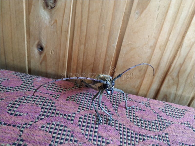 Batocera rufomaculata stock image. Image of family, spotted - 161569423