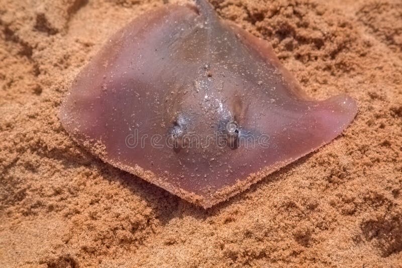 Batoidea stock image. Image of fish, caught, food, harvest - 38110955