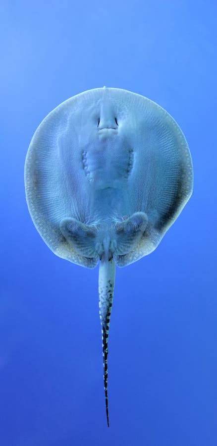 Batoidea Swimming With Other Fishes Under The Sea. Silhouette In Light ...