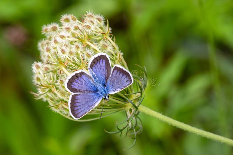 The baton blue butterfly stock photo. Image of animal - 232077880