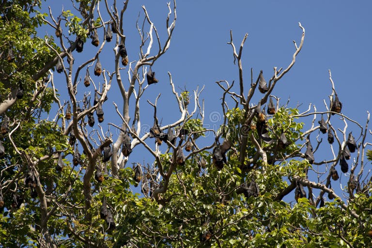 3,297 Bats Tree Night Stock Photos - Free & Royalty-Free Stock Photos ...