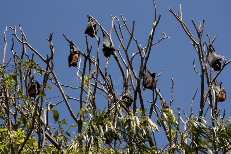 Bats stock image. Image of asleep, bats, branches, upside - 12633195