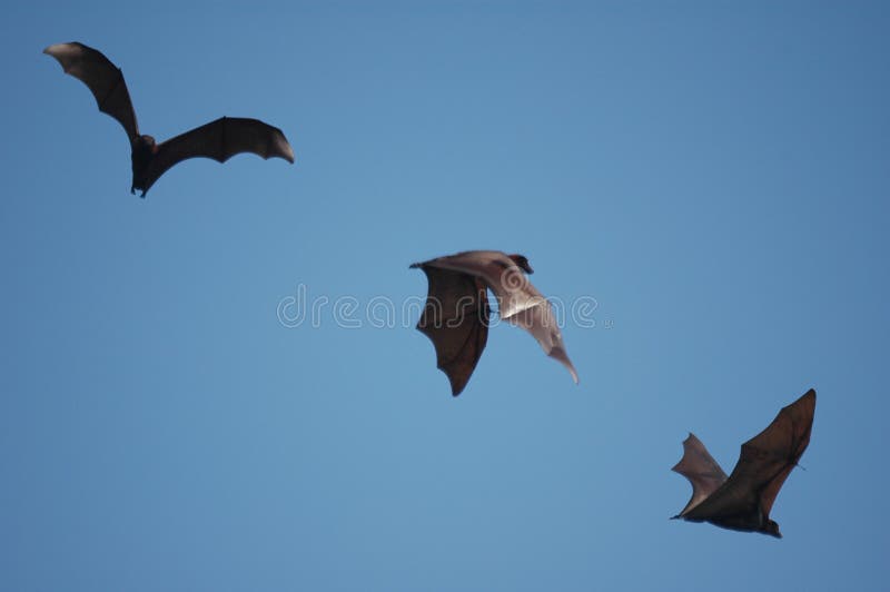 Bats Flying in the Moonlight Stock Photo - Image of stars, night: 61926180