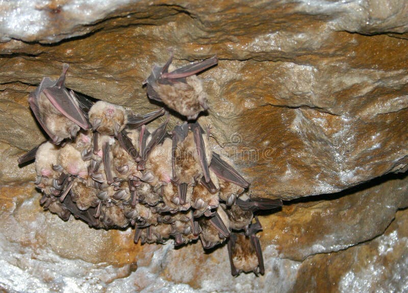 Bats colony into a cavern stock image. Image of cavern - 8477259