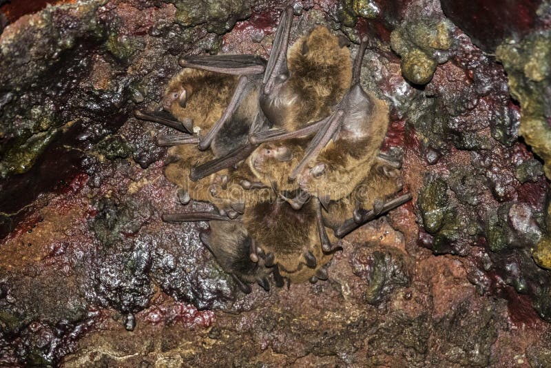 Bats - Common Noctule - Nyctalus Noctula Stock Image - Image of animal ...