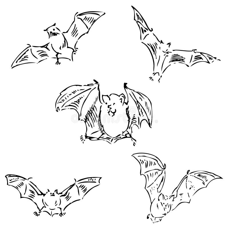 Bats in Different Positions. Pencil Sketch by Hand Stock Vector ...