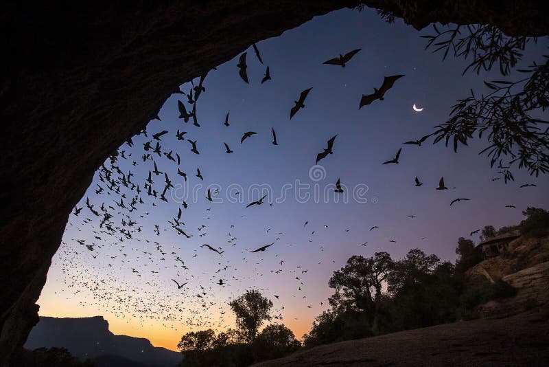 Bats Emerge from Cave at Dusk Stock Illustration - Illustration of ...