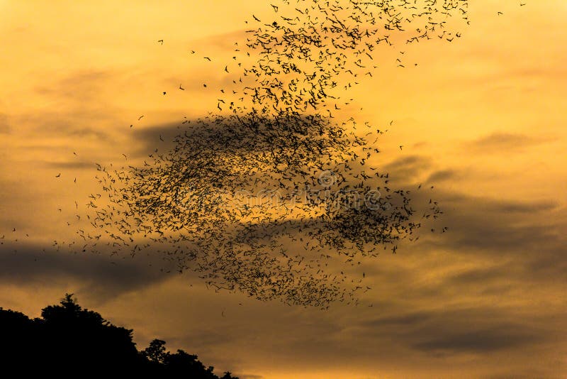 The Bats Fly Out in the Evening. Stock Photo - Image of cloud ...
