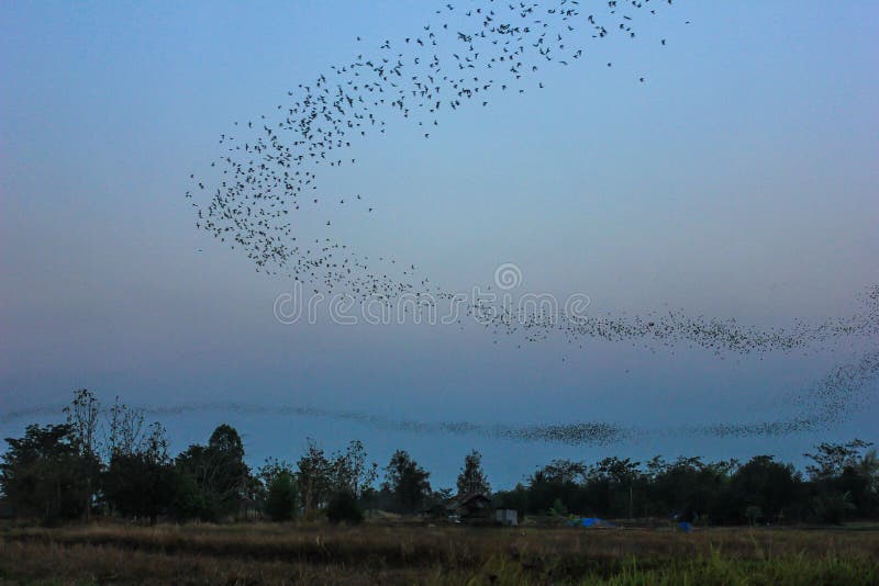 Bats flying stock photo. Image of hanging, animals, evening - 79641054