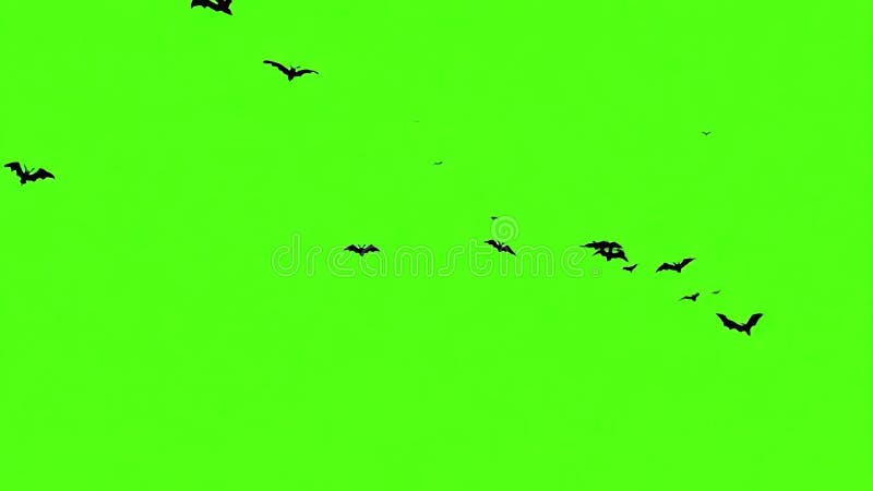 Bats Flying on Green Screen Background for Halloween Visual Effects ...