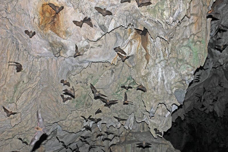 Bats Flying in Lanquin Cave, Guatemala Stock Image - Image of darkness ...