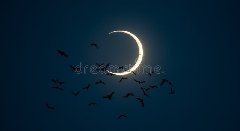 Bats Flying at Night during a Crescent Moon Eclipse Stock Illustration ...