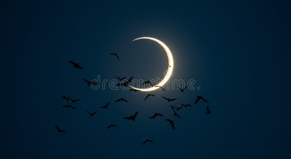 Bats Flying at Night during a Crescent Moon Eclipse Stock Illustration ...