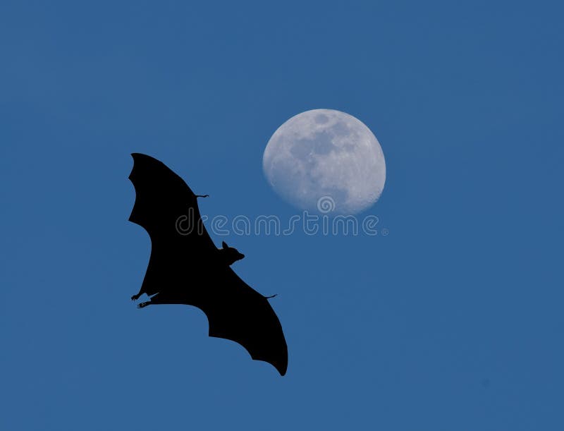 Bats flying at night stock image. Image of nocturnal - 43767525
