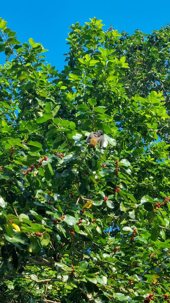 The Bats on Flying and Sitting in Tree Stock Photo - Image of animal ...