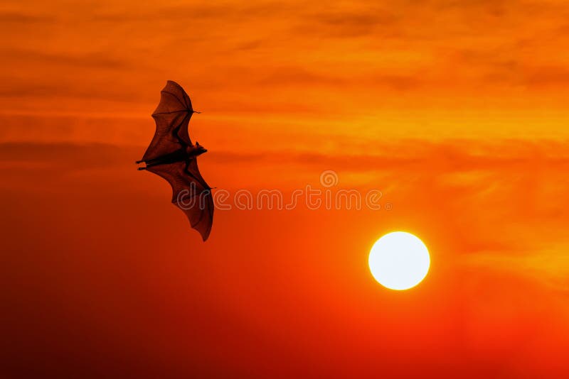 Bats flying at sunset stock image. Image of flyout, evening - 65299393