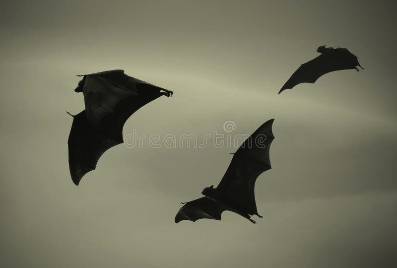 482 Bats Sunset Stock Photos - Free & Royalty-Free Stock Photos from ...