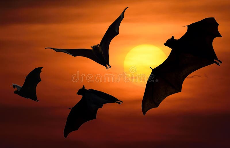 Bats flying at sunset stock image. Image of crowd, freedom - 43537745