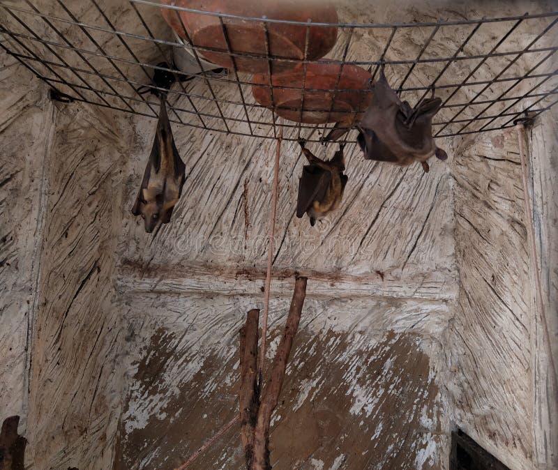 Bats are hanging down stock photo. Image of brown, black - 210398890