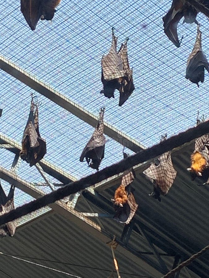 Bats Hanging in the Sanctuary Stock Image - Image of netting, scene ...