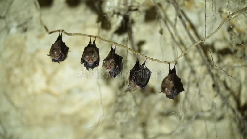 Bats Hanging from a Tree Root Stock Footage - Video of wings, cave ...