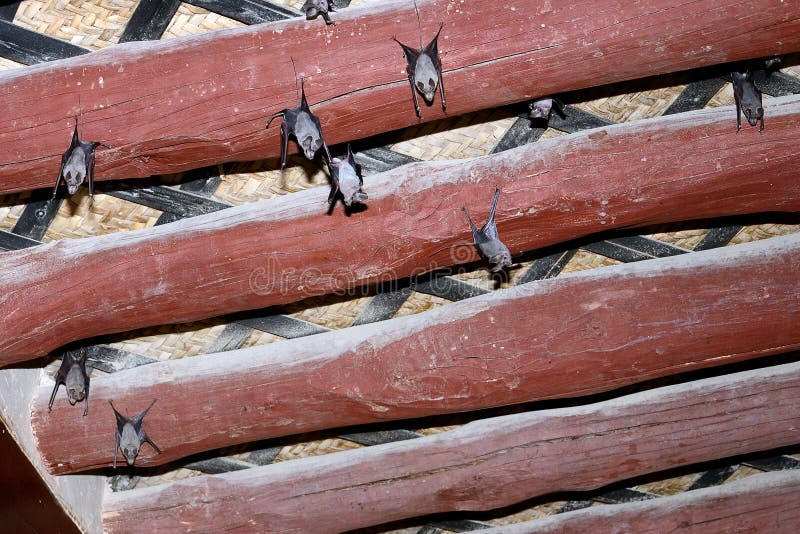 Bat Hanging Upside Down On Roof Stock Image - Image of front, image ...