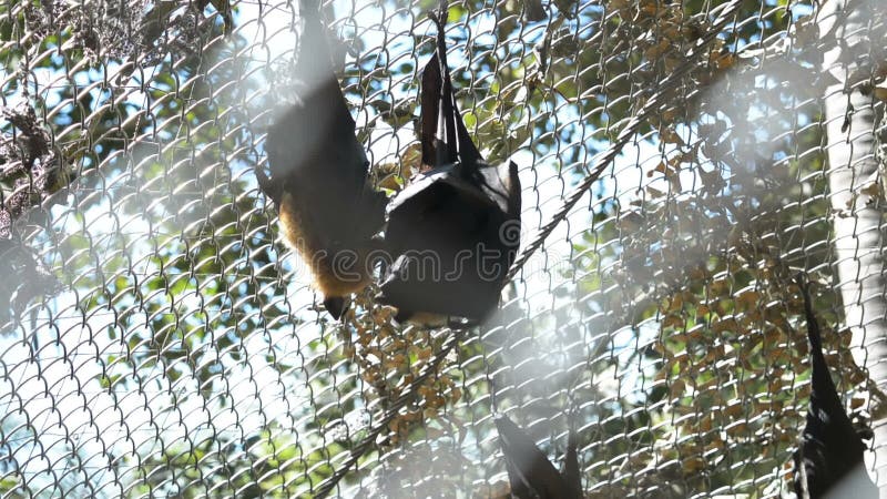 Bats Hanging Upside Down Holding on the Cage. Stock Video - Video of ...