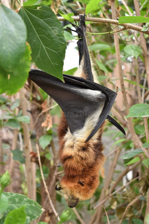 Bats Head Down Clinging To Its Branch. Numerous Research Underway To ...
