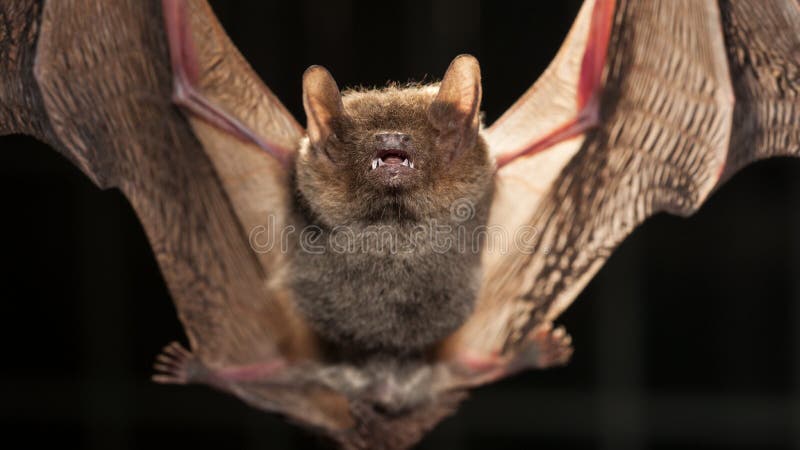 Bats stock photo. Image of vitality, details, tooth, close - 44494260