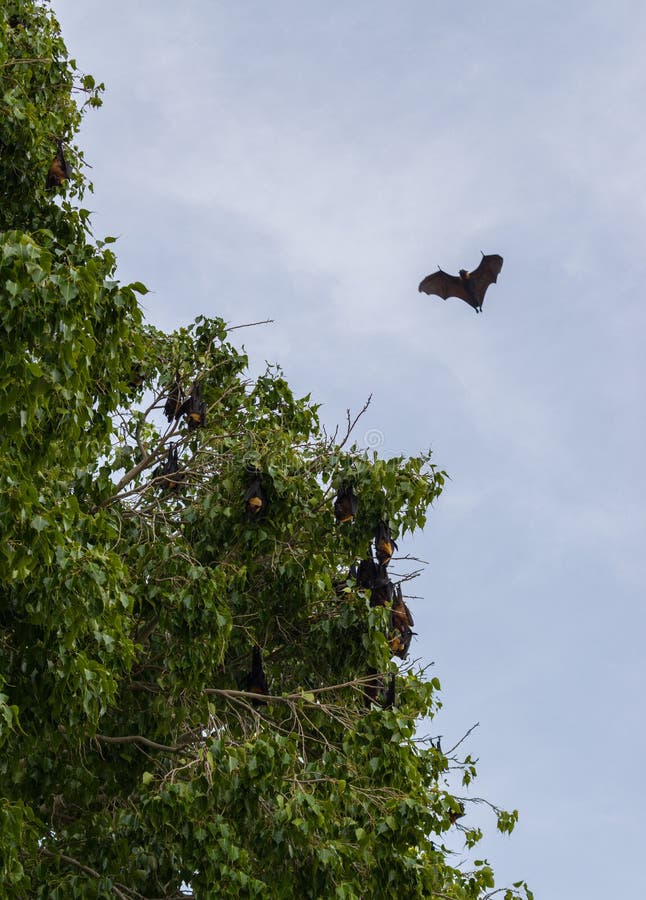 Bats Hunting and Hanging on Tree Stock Image - Image of mammal, action ...