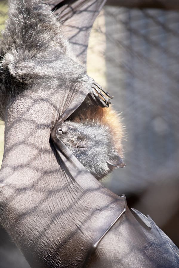 The Bats are Preening Its Wing Stock Photo - Image of guano, animal ...
