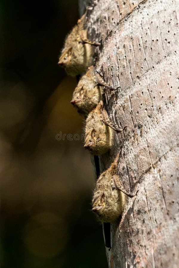 Bats (Rhynchonycteris Naso) on a Tree at the Lake of Sandoval in Peru ...