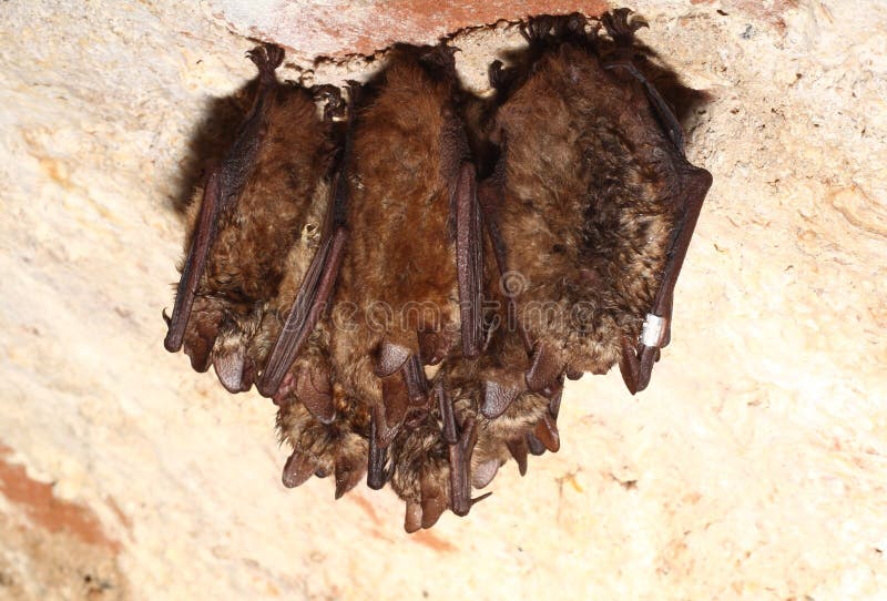 Bats sleeping stock image. Image of cellar, darkness - 29404149
