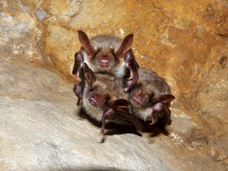 Bats sleeping in a cave stock image. Image of rhinolophus - 85630589